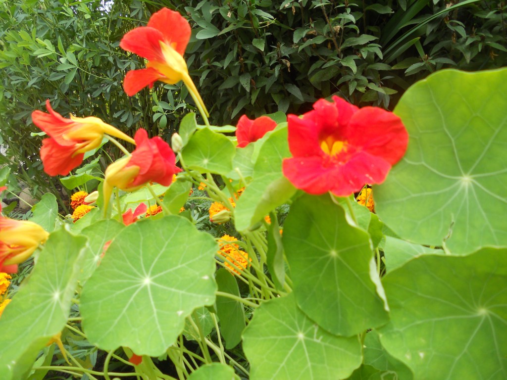 Cryptic Birthday Cards | Julie-Ann Baumer