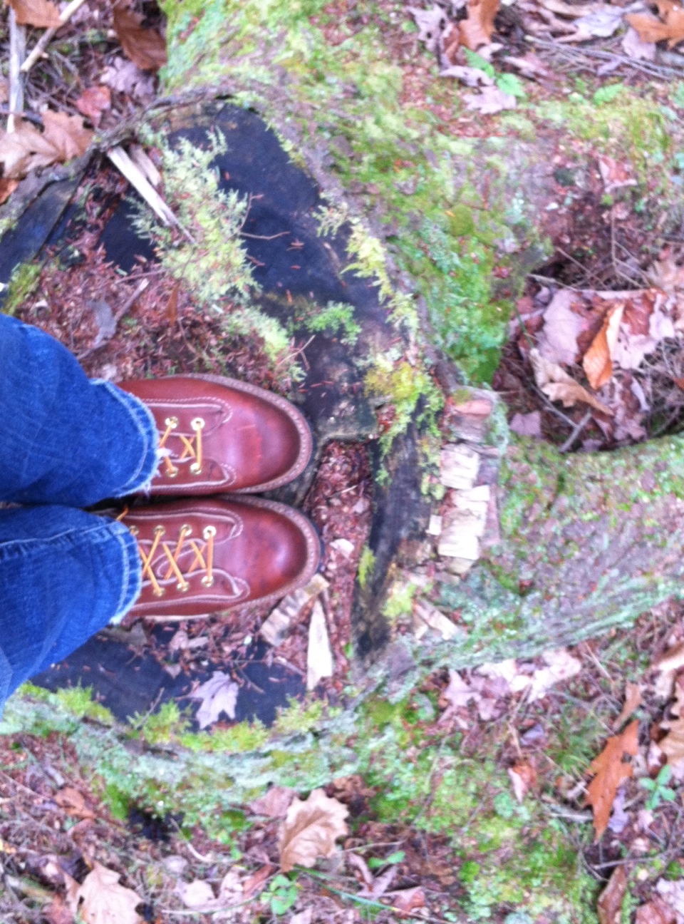 The Cure for Fear | Julie-Ann Baumer