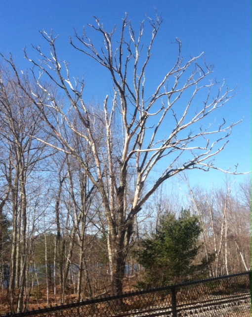 Of Things Still Standing | Julie-Ann Baumer