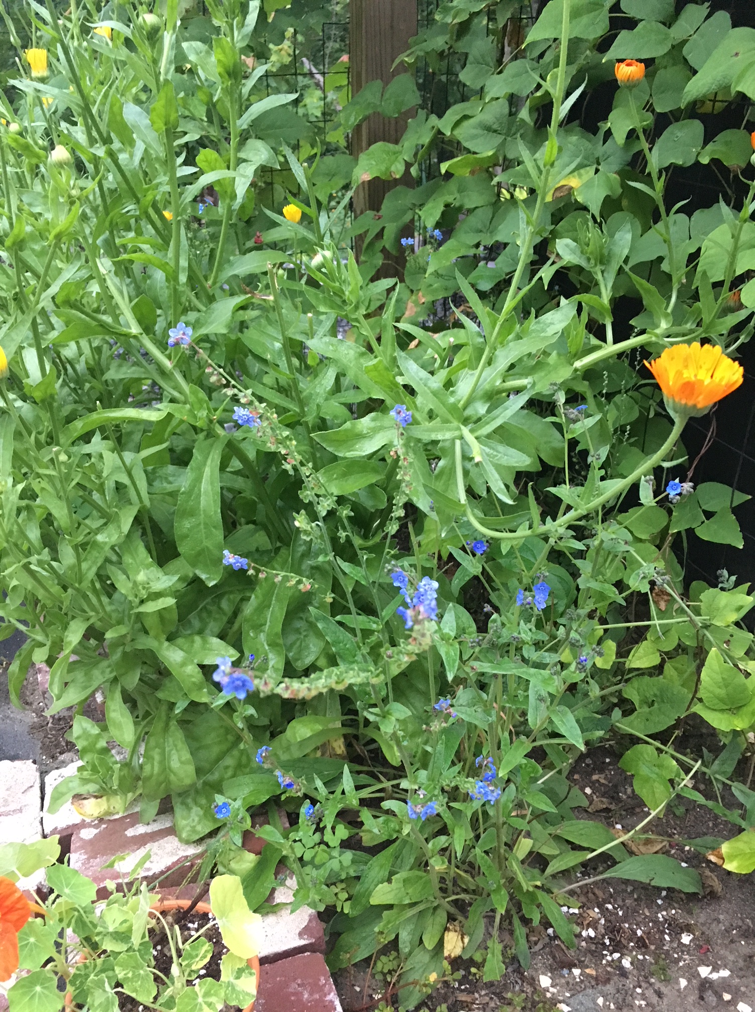 Forget-Me-Nots | Julie-Ann Baumer