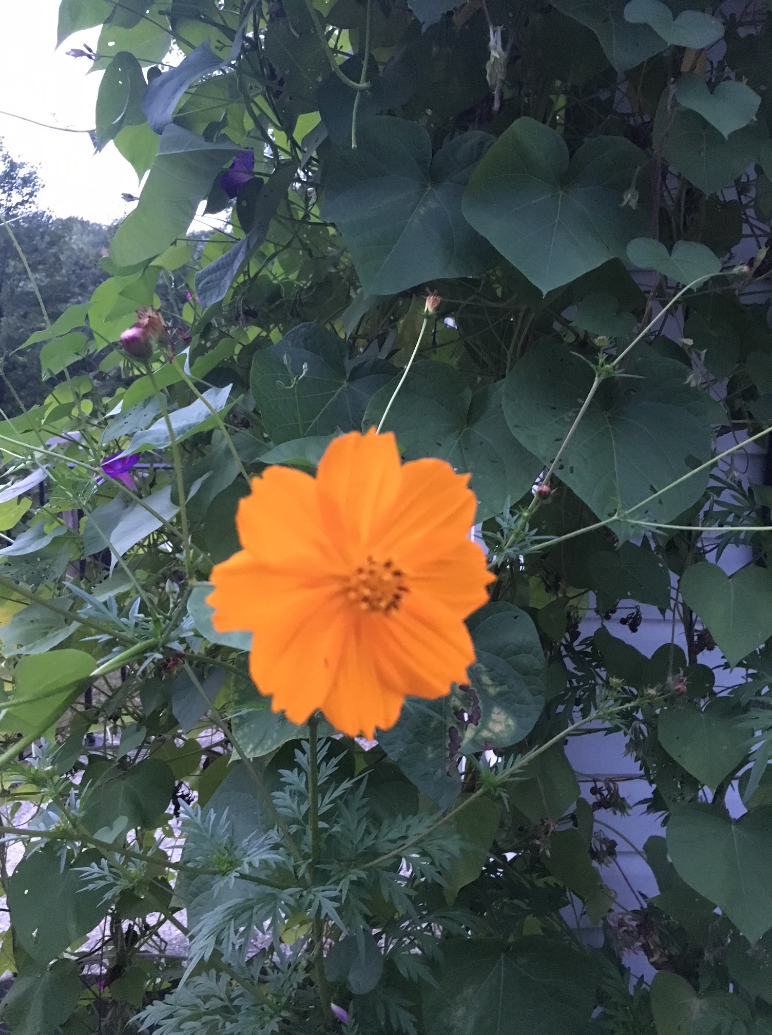 An Altercation on Pleasant Street | Julie-Ann Baumer