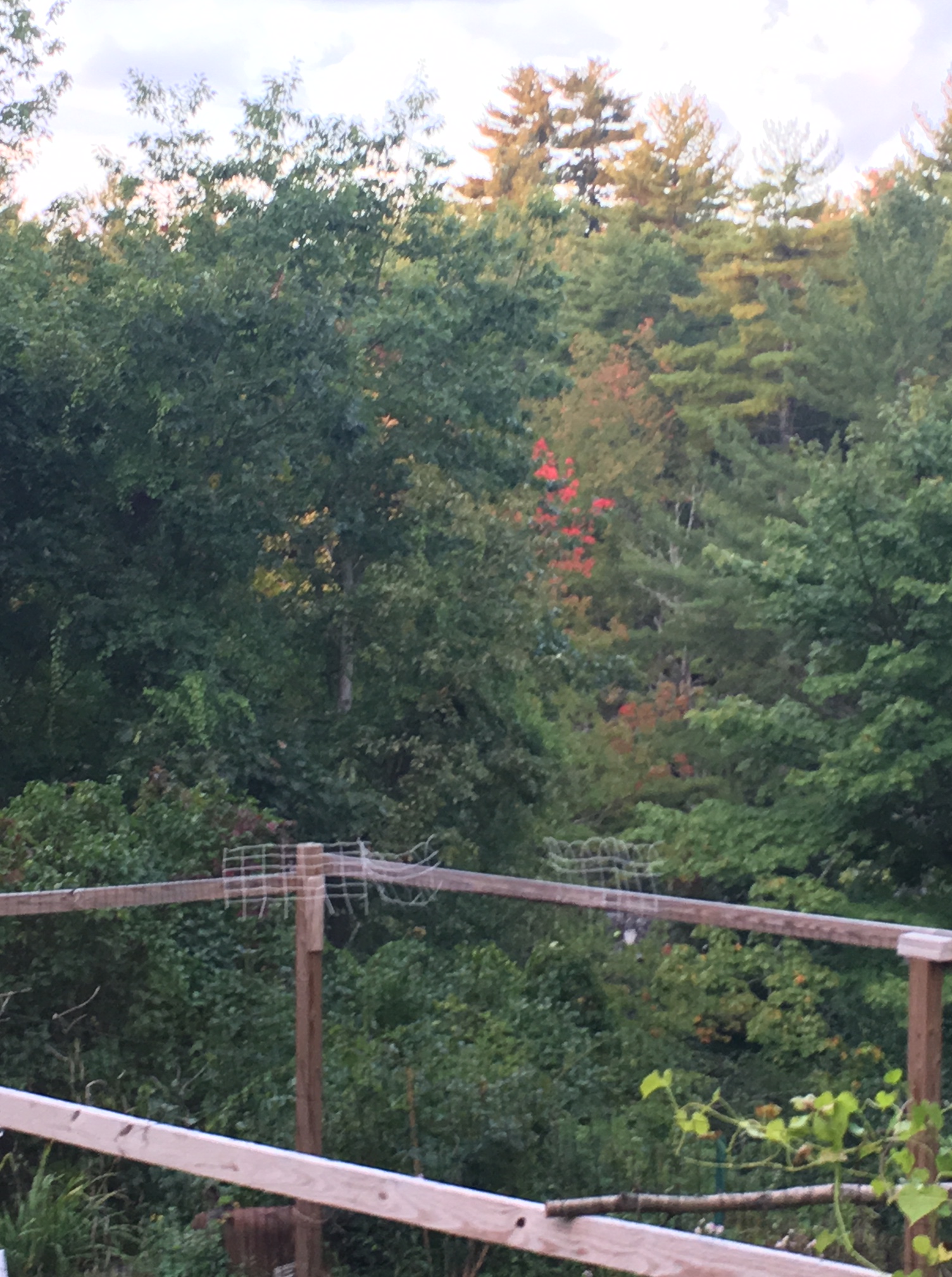 The Social Season | Julie-Ann Baumer